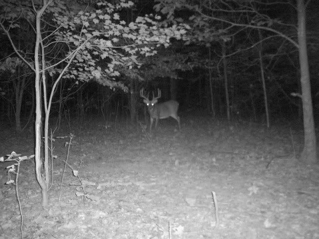 Its been A-while | Archery Talk Forum